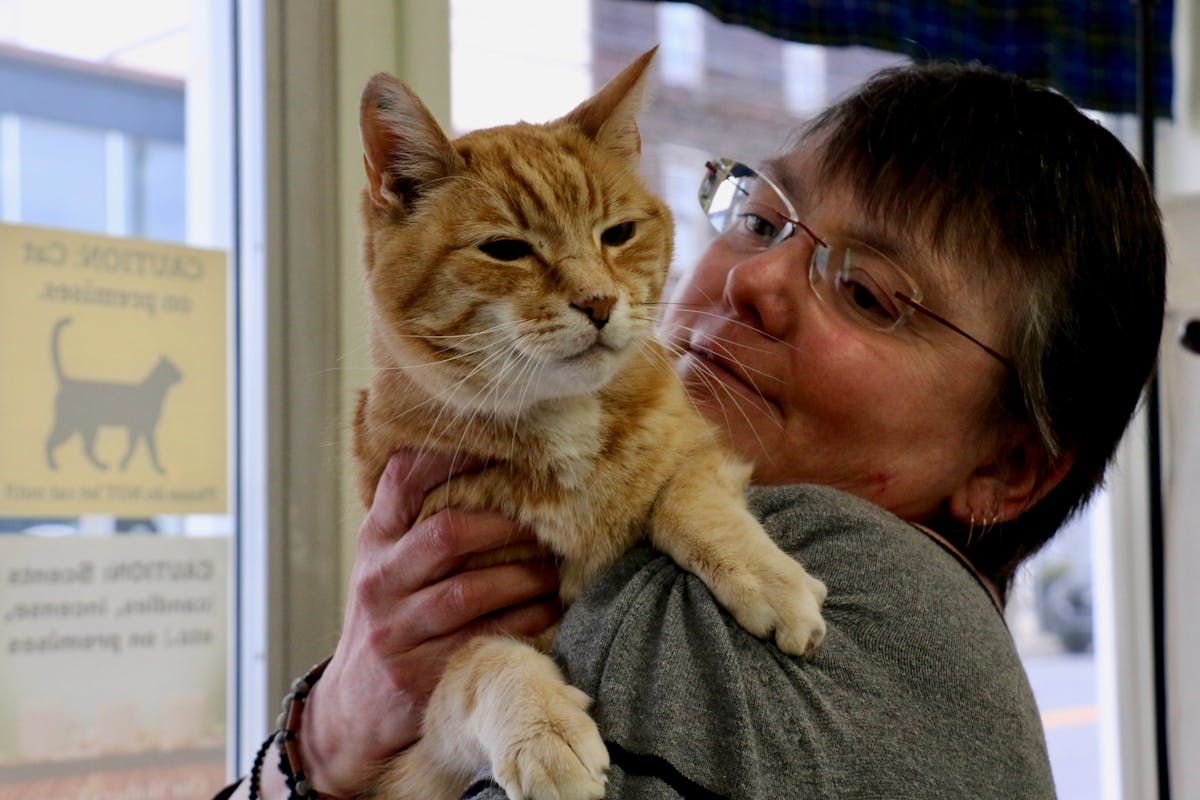 IN MEMORY: Community mourns Sam the cat, Windsor’s unofficial downtown ...