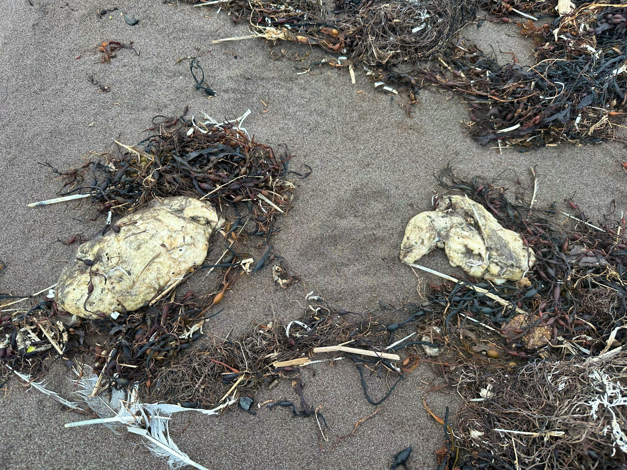 ‘Is there a danger?’: Mystery white gunk on Placentia Bay beaches still ...