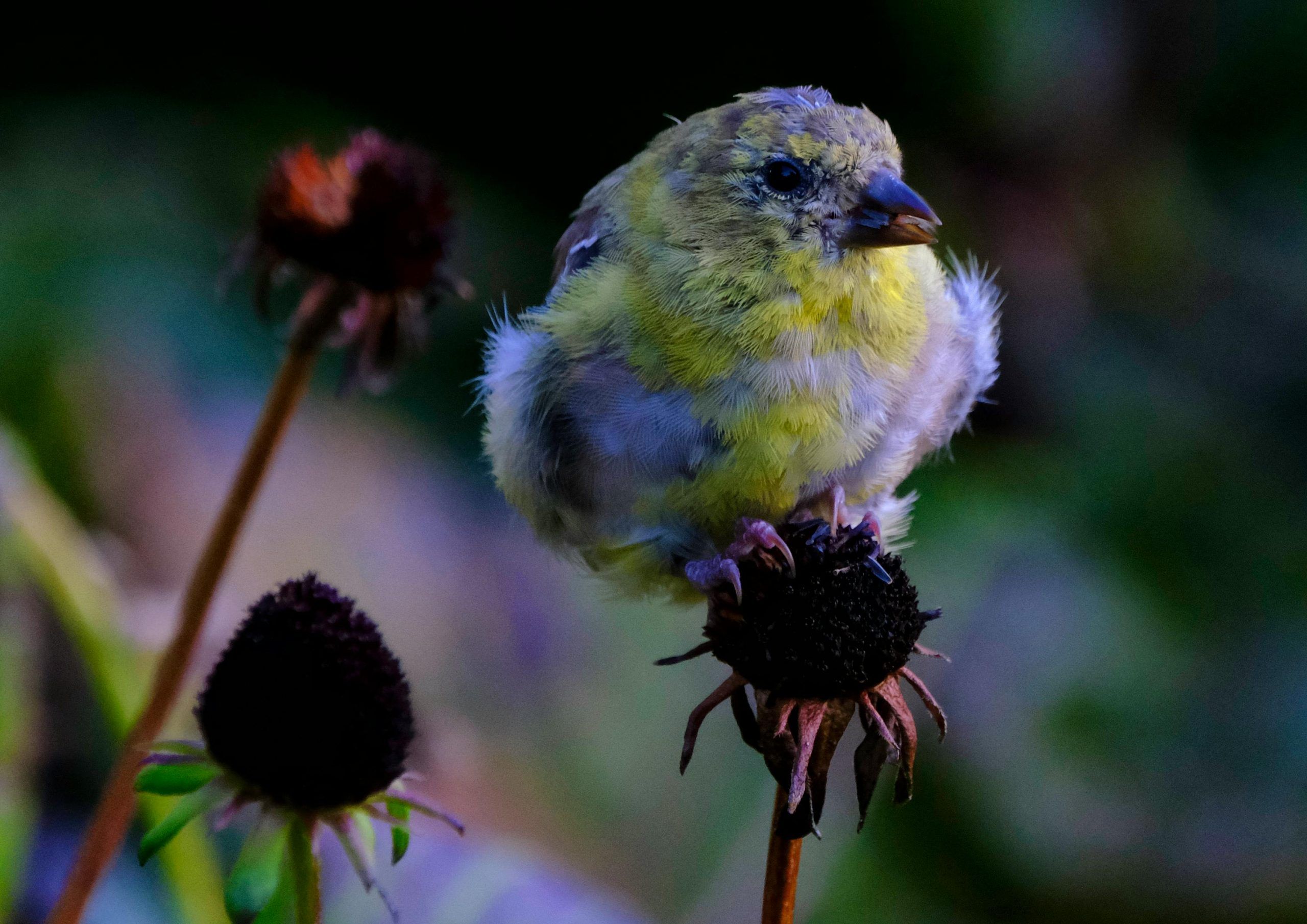 JOHN DeMONT: Finding calm and context among the birds of the Halifax ...