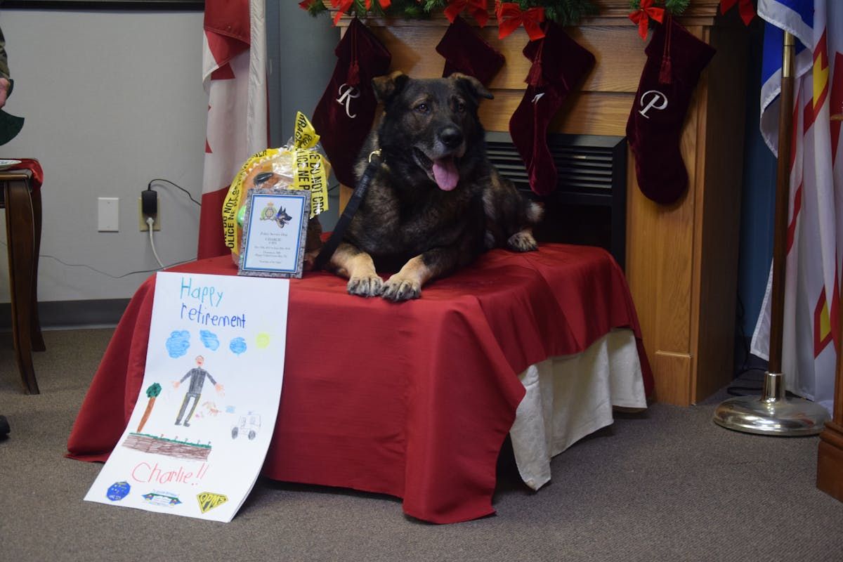 Labrador’s first police dog retires | PNI Atlantic News