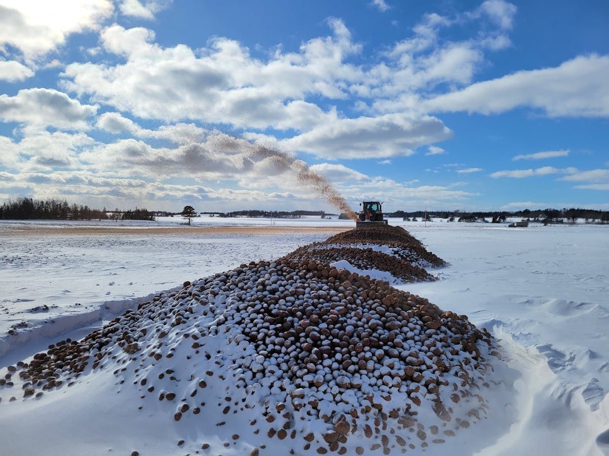 CFIA concludes investigation into 2021 P.E.I. potato wart finds | PNI ...