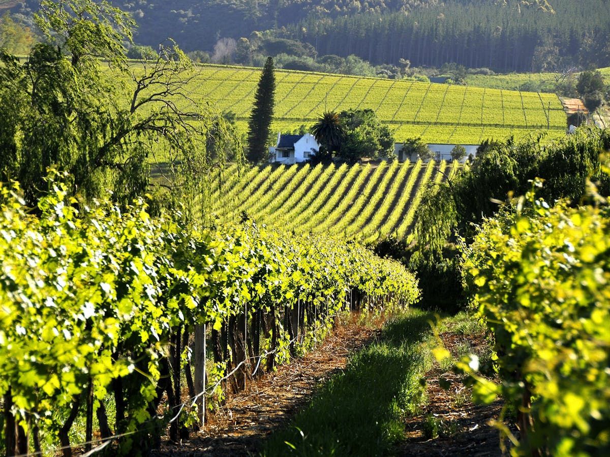 MARK DeWOLF: South African Chenin Blanc shines with Atlantic scallops ...