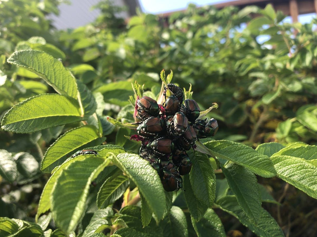 'If you kill one, you kill 50': Tips on how to combat invasive Japanese ...