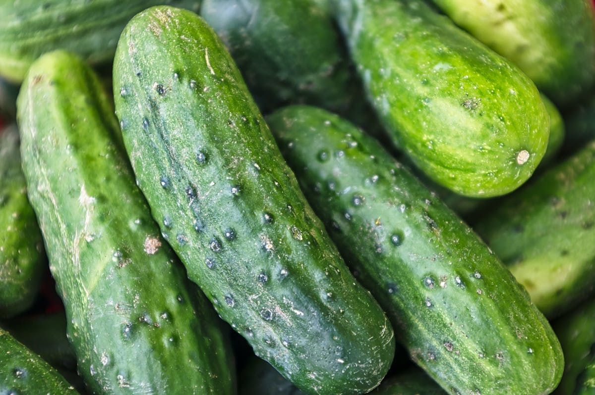 COMMENTARY: The Age of Cucumbers lives on in Newfoundland and Labrador ...