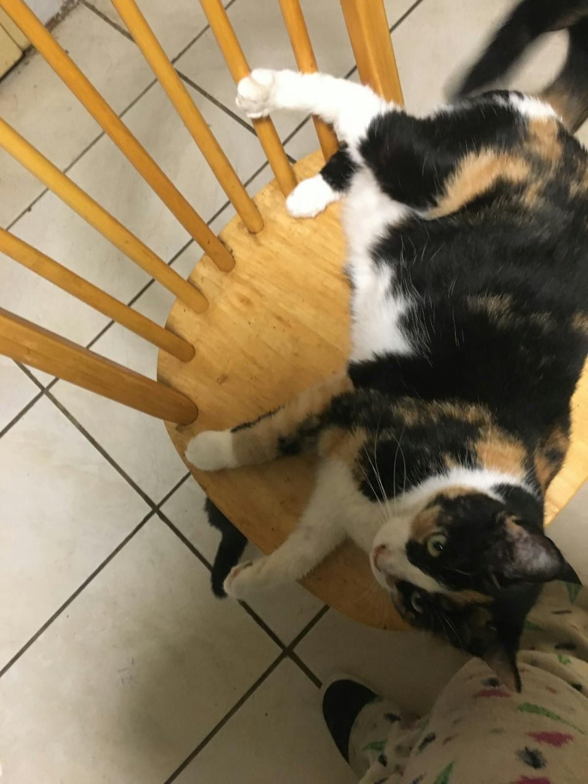 Digby cat owner fights to have emotional support animals recognized in ...