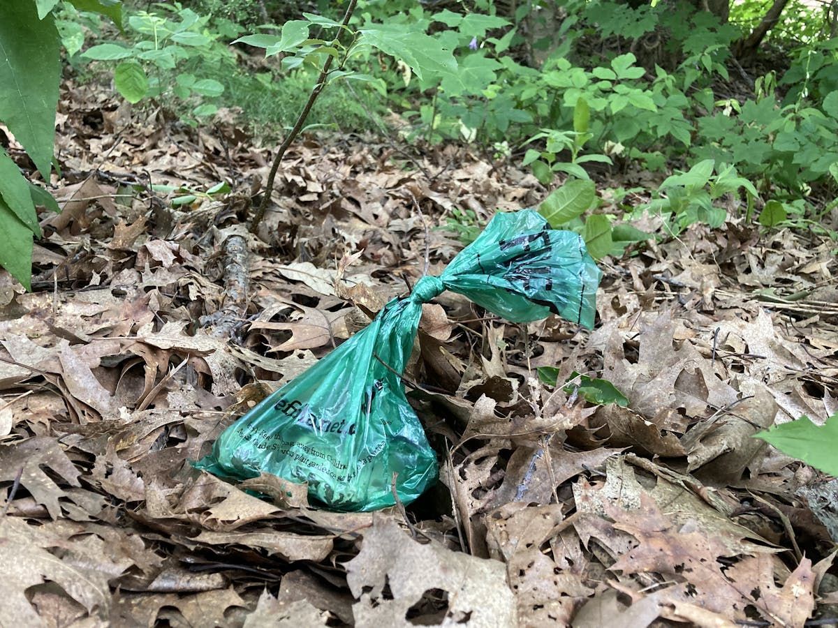 Dog poop bags and other waste not disposed of properly in PEI | PNI ...