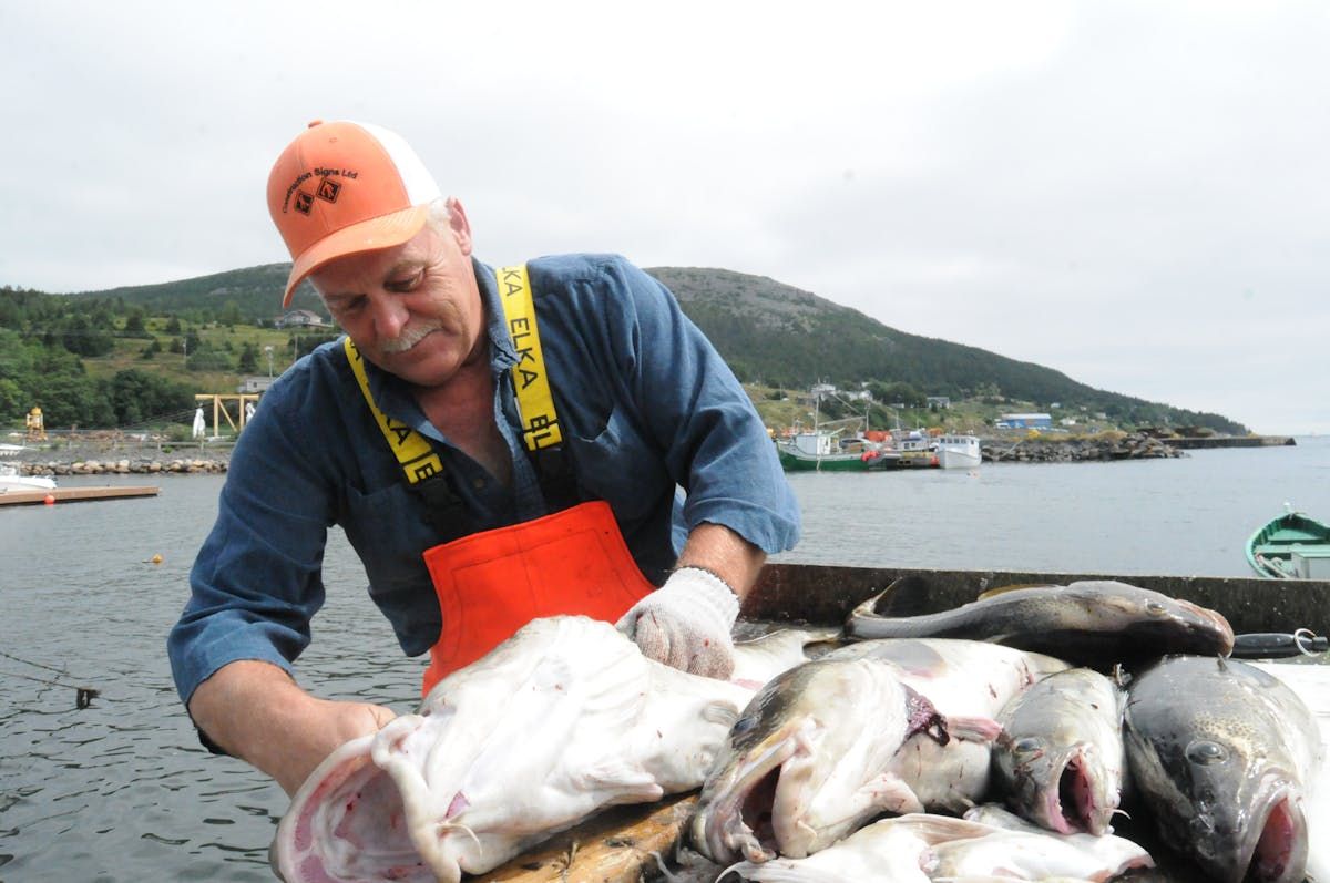 Crab chaos leads to cod conundrum for Newfoundland and Labrador fishing ...