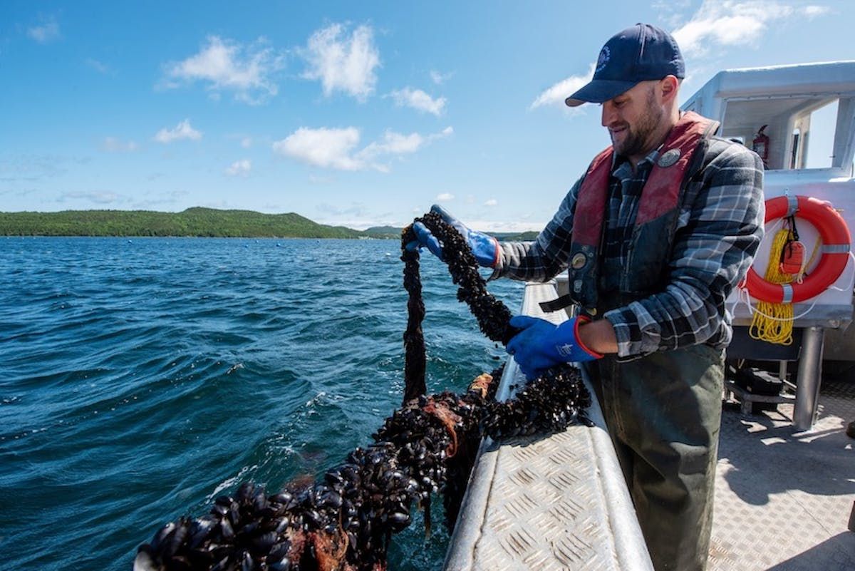 St. John's to welcome over 300 delegates to aquaculture conference next ...