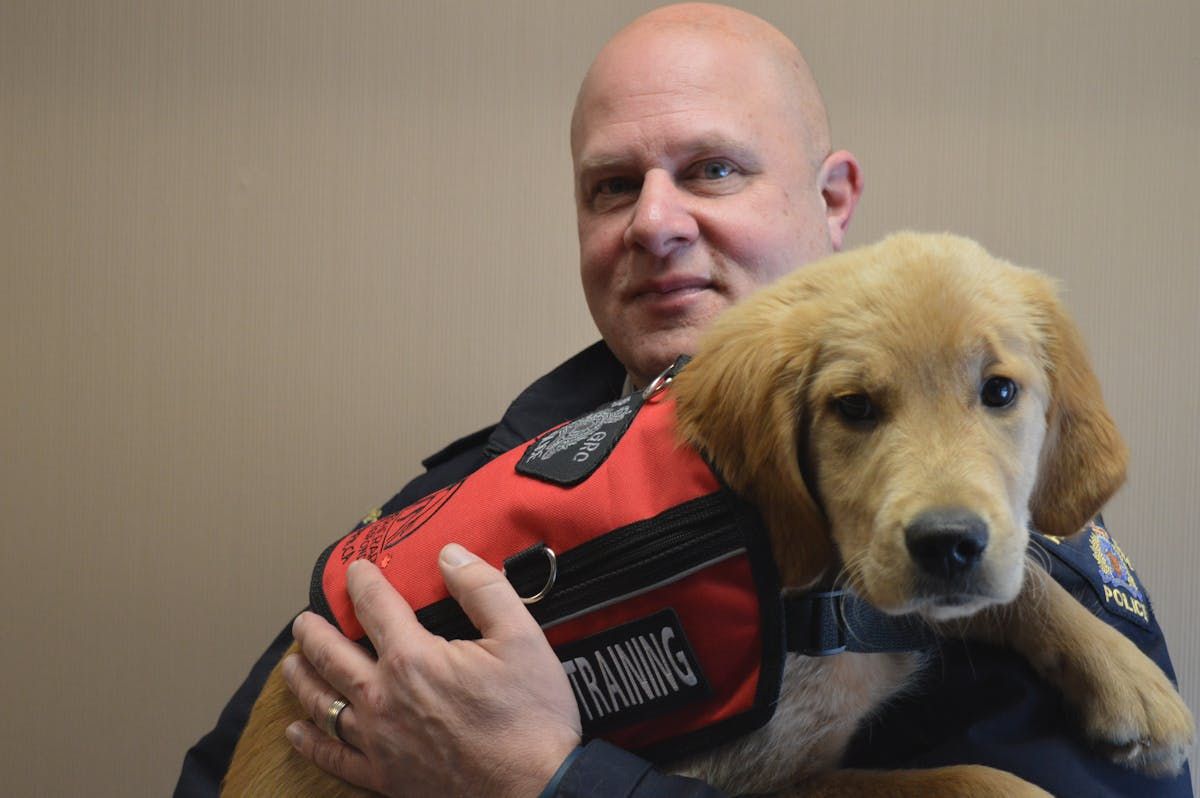 P.E.I. RCMP adopts new K9 partner it will use as facility dog | PNI ...