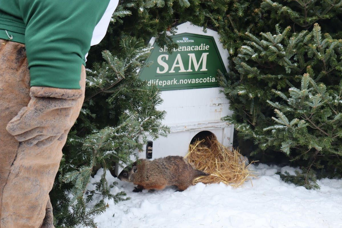 How a Christian belief led to Groundhog Day | PNI Atlantic News