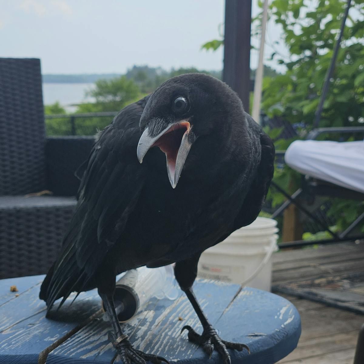 Keep your eyes peeled for Cheryl Crow in Pugwash: ‘She’ll always come ...