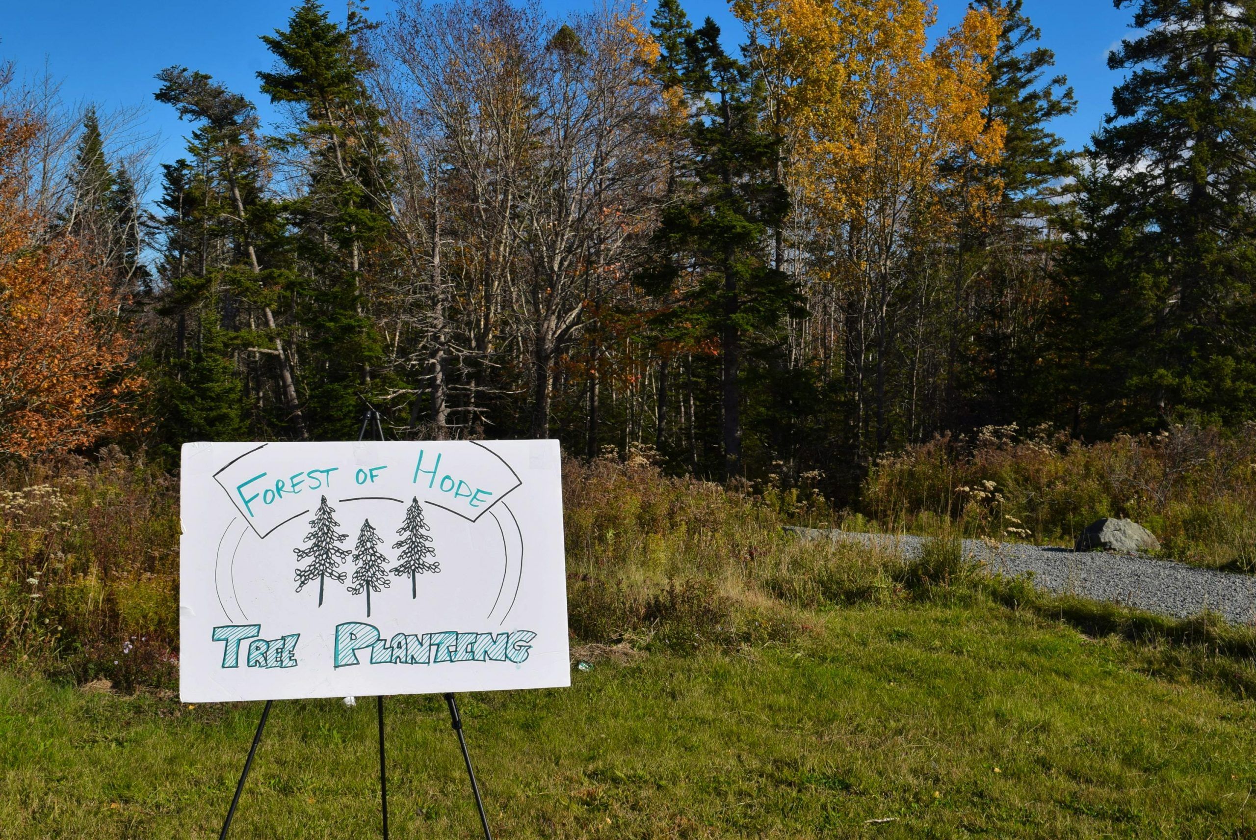 PICTORIAL: Potlotek plants 1,000 trees in Forest of Hope | PNI Atlantic ...