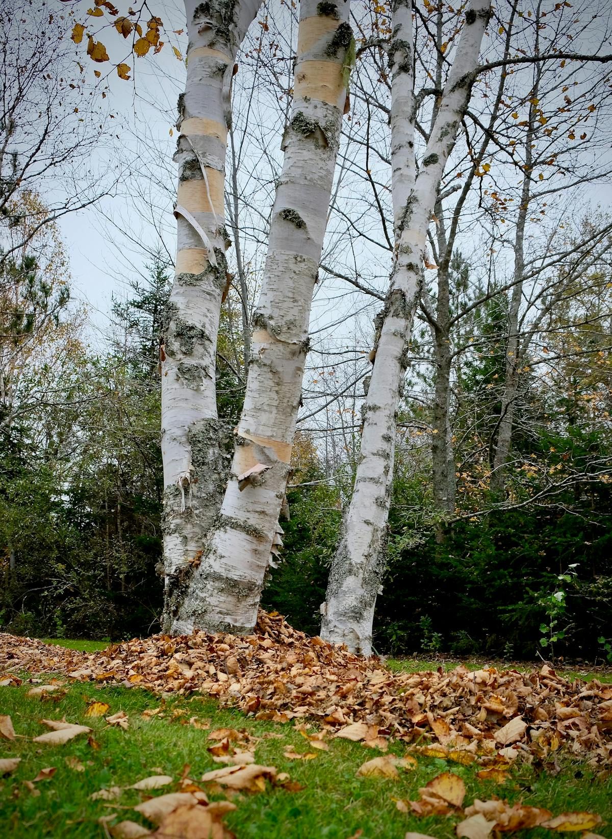 MIKE FINIGAN: Remembering the storm 1974, cold showers, and favourite ...