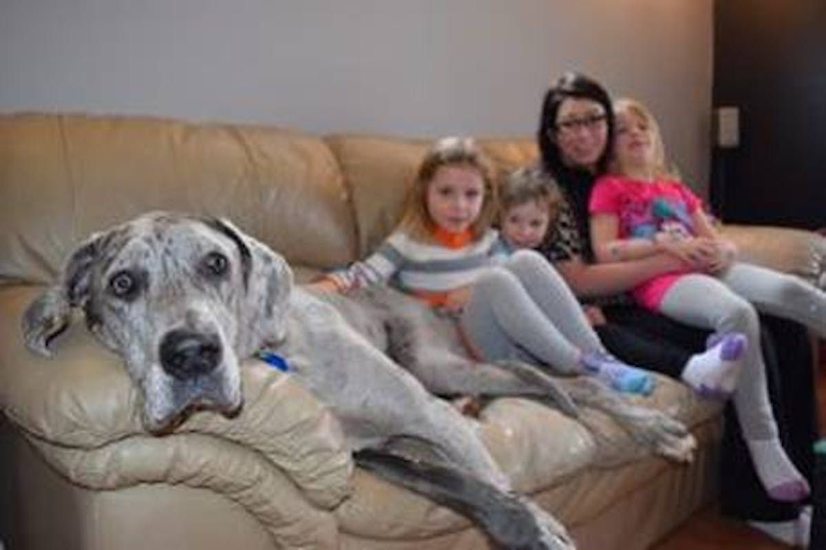 Missing Great Dane home for the New Year | PNI Atlantic News