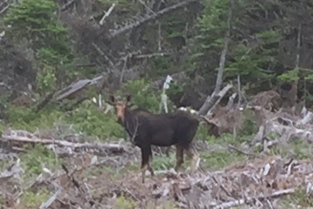 Five vehicles damaged in moose-vehicle collision on Outer Ring Road ...