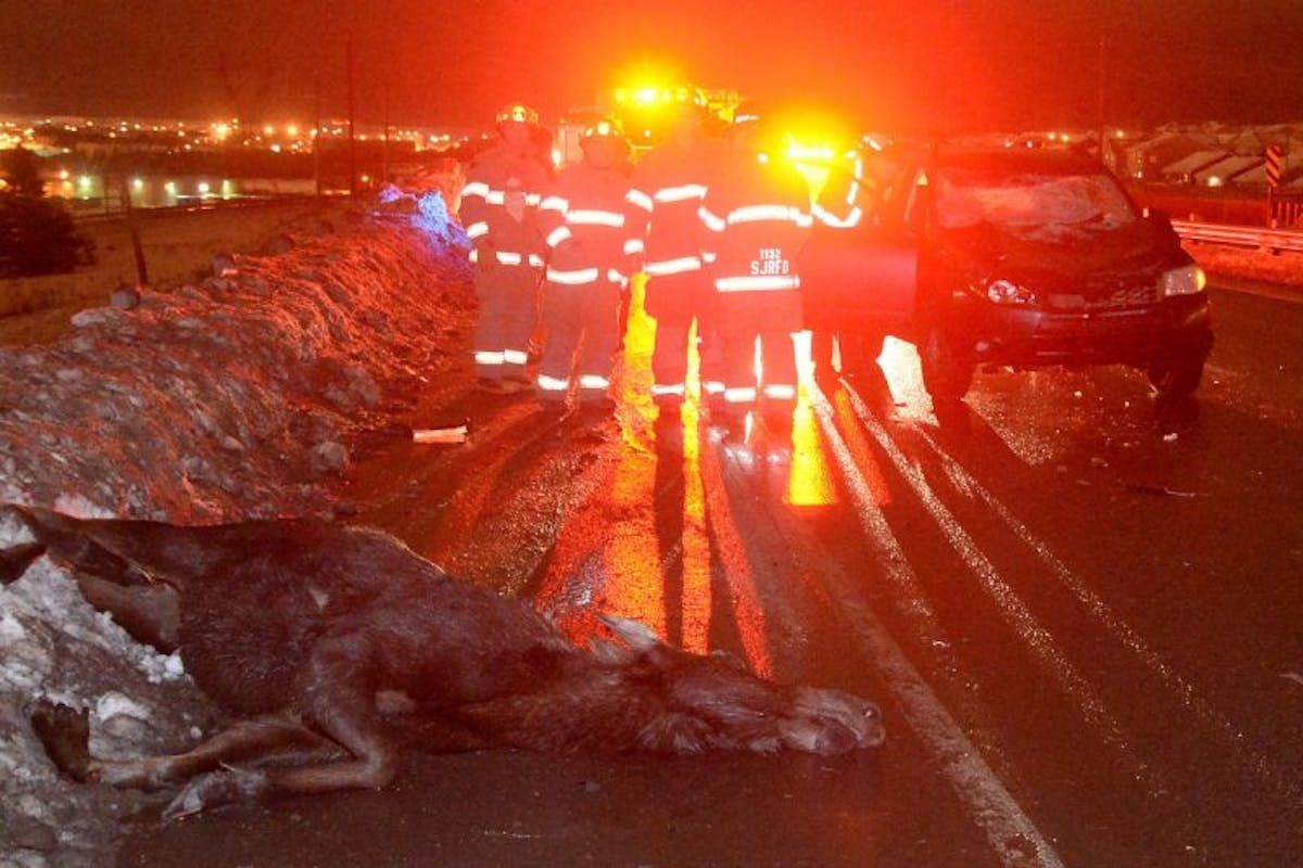 Moose/vehicle collision on Outer Ring Road Gallery | PNI Atlantic News