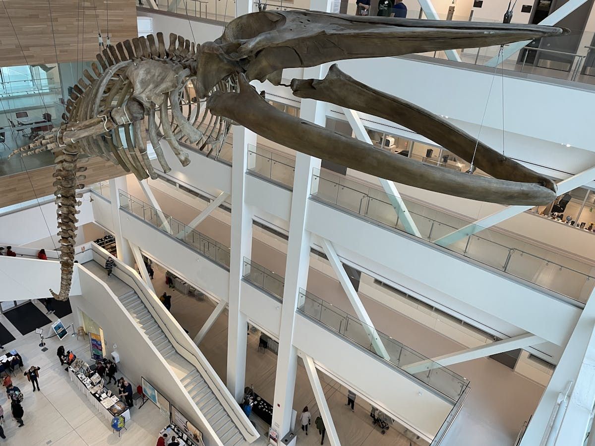 MUN’s blue whale skeleton has a name | PNI Atlantic News