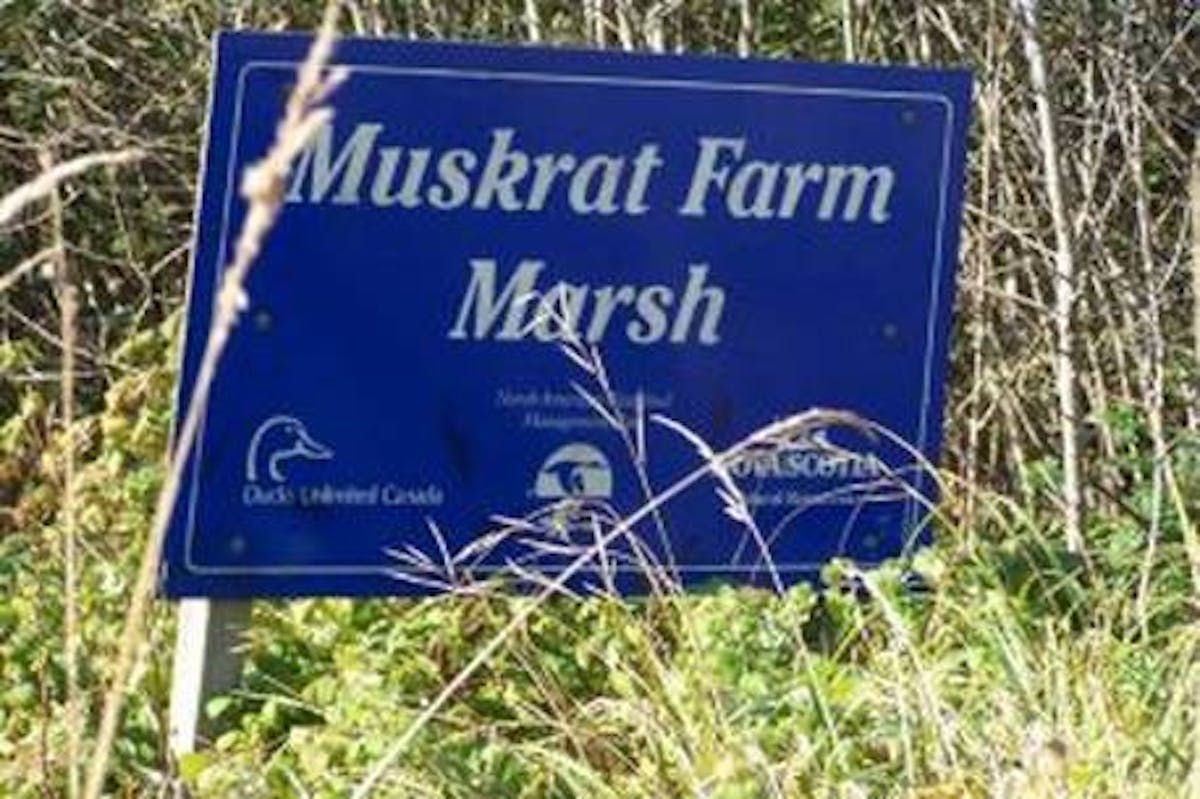 History: The Kings County Muskrat Farm | PNI Atlantic News