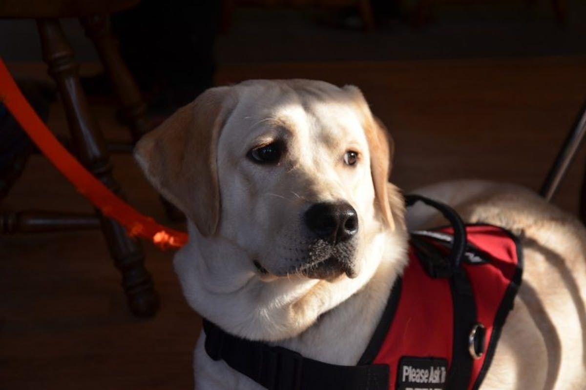 The NASH Project: Bear River native helps 'Neglected Animals Serve ...