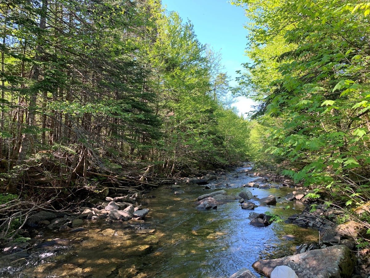 Nature Conservancy of Canada protects another 30 hectares in Grand ...