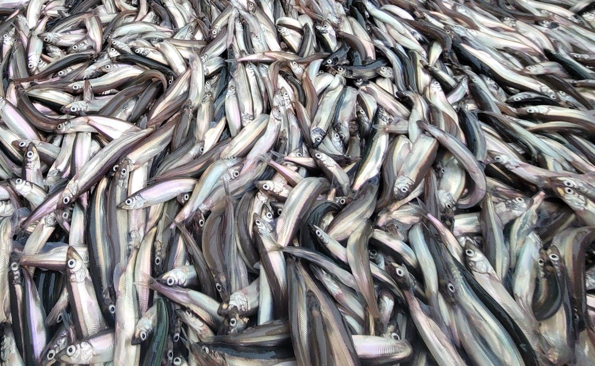 LETTER: Why are we still fishing capelin when it's the main food for ...