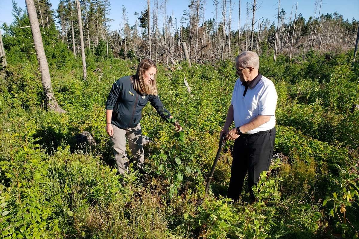 New life for Acadian forest through P.E.I. reforestation program | PNI ...