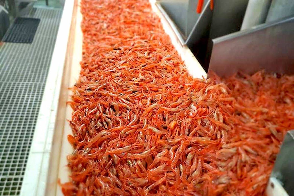 Northern Peninsula harvesters ruled ineligible for second subsidy | PNI ...