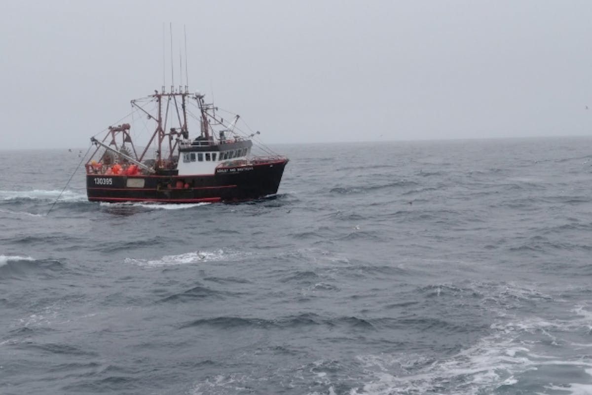 Newfoundland shrimp fishers still in limbo as fish plants remain idle ...