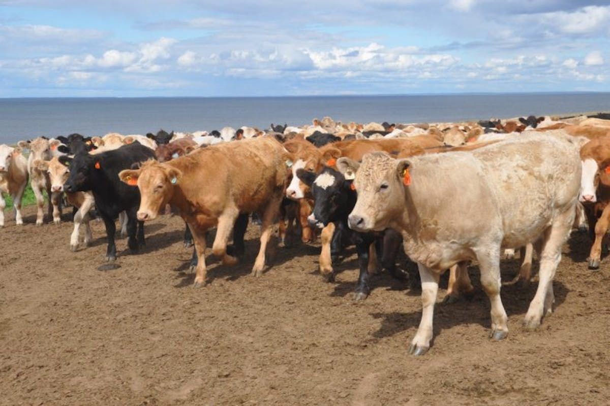 Department of Agriculture expands community pasture land in Pictou ...