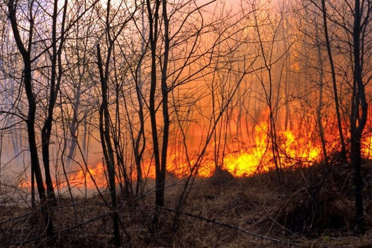 Dozens of wildfires reported amid dry conditions in Newfoundland and ...
