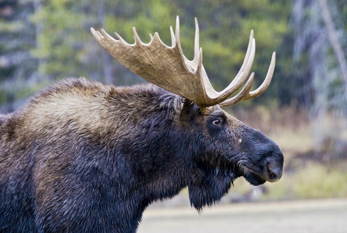 Moose poachers sought in incident near Labrador's Ashuanipi River | PNI ...