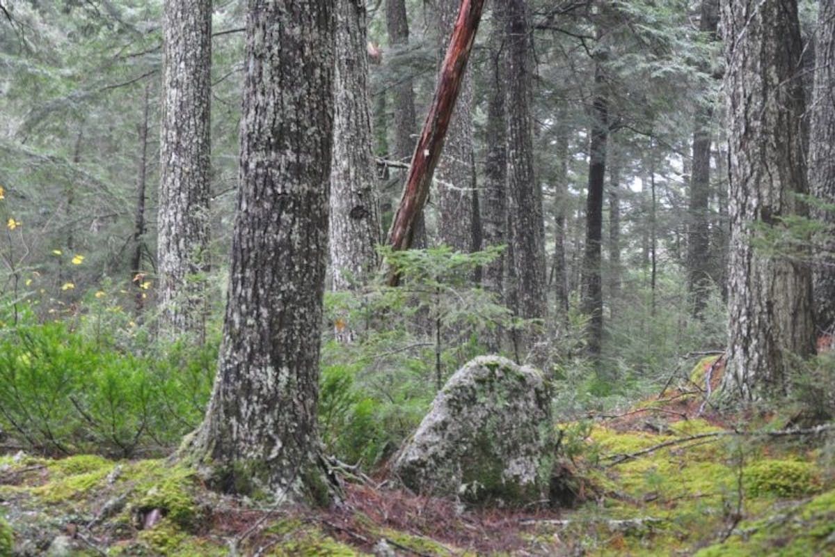 As Simple as That: Lessons from an old dead stump Gallery | PNI ...