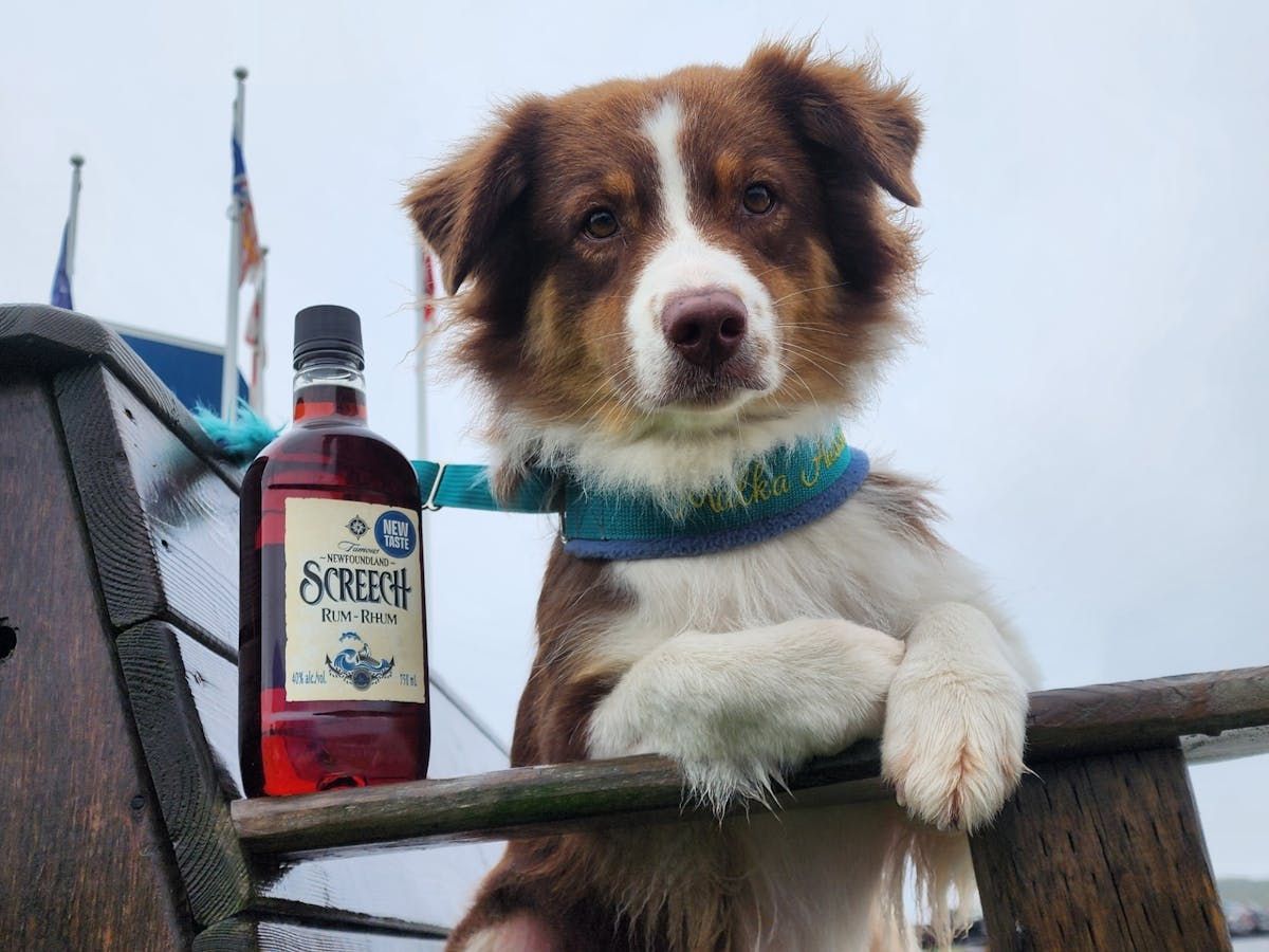 Not your average tourist: Caprice, a Malka Aussie about to turn five ...