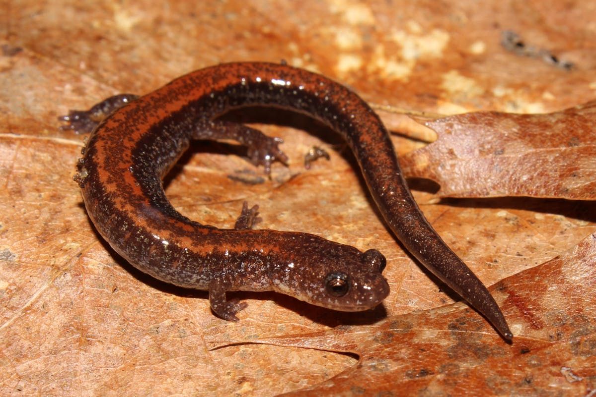 Hey Newfoundland! Have you seen any salamanders in your backyard lately ...