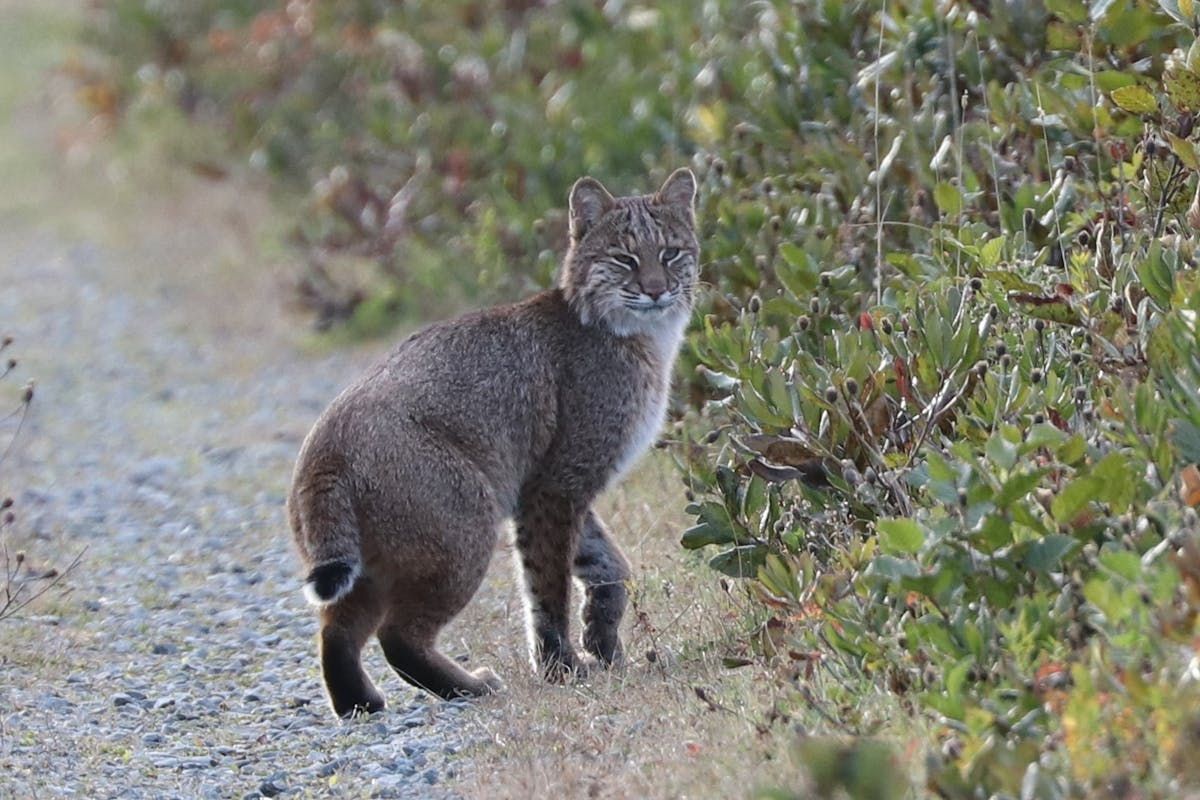 CINDY'S SNAPSHOT: Bobcat in Eastern Passage, N.S. | PNI Atlantic News