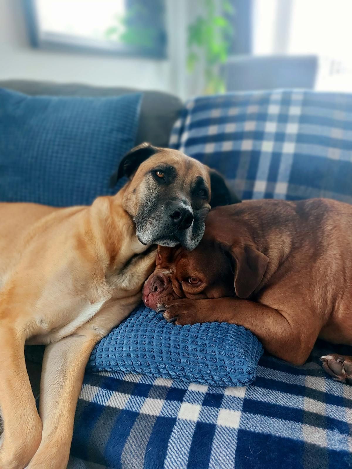 One dog, two or more? Here's what you need to know before you consider ...