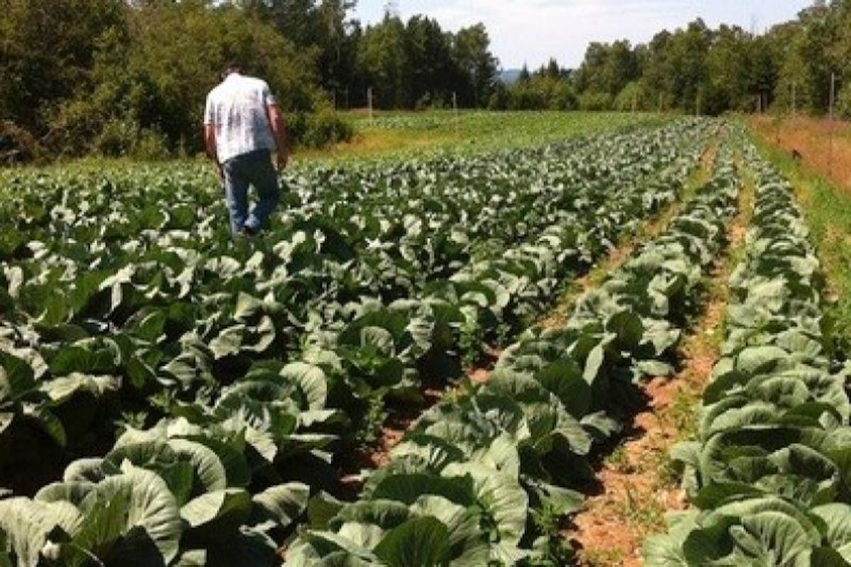LETTER: Pros and cons of farming in Newfoundland | PNI Atlantic News