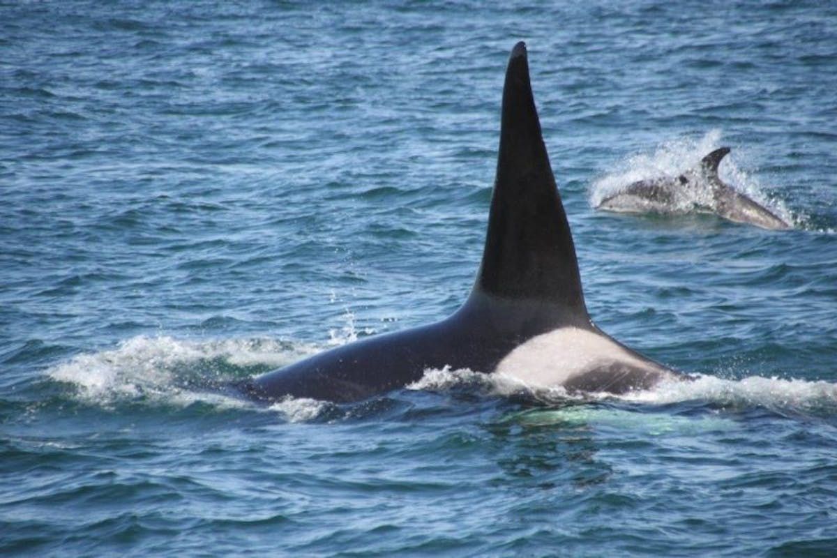Ol’ Tom the Orca is back - whale watchers off Brier Island spend time with solitary whale ...