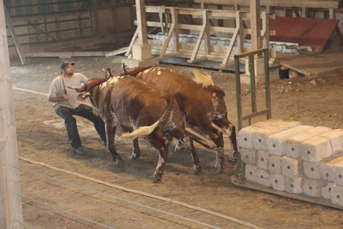 Get up! Ox pull season started in Bear River Gallery | PNI Atlantic News