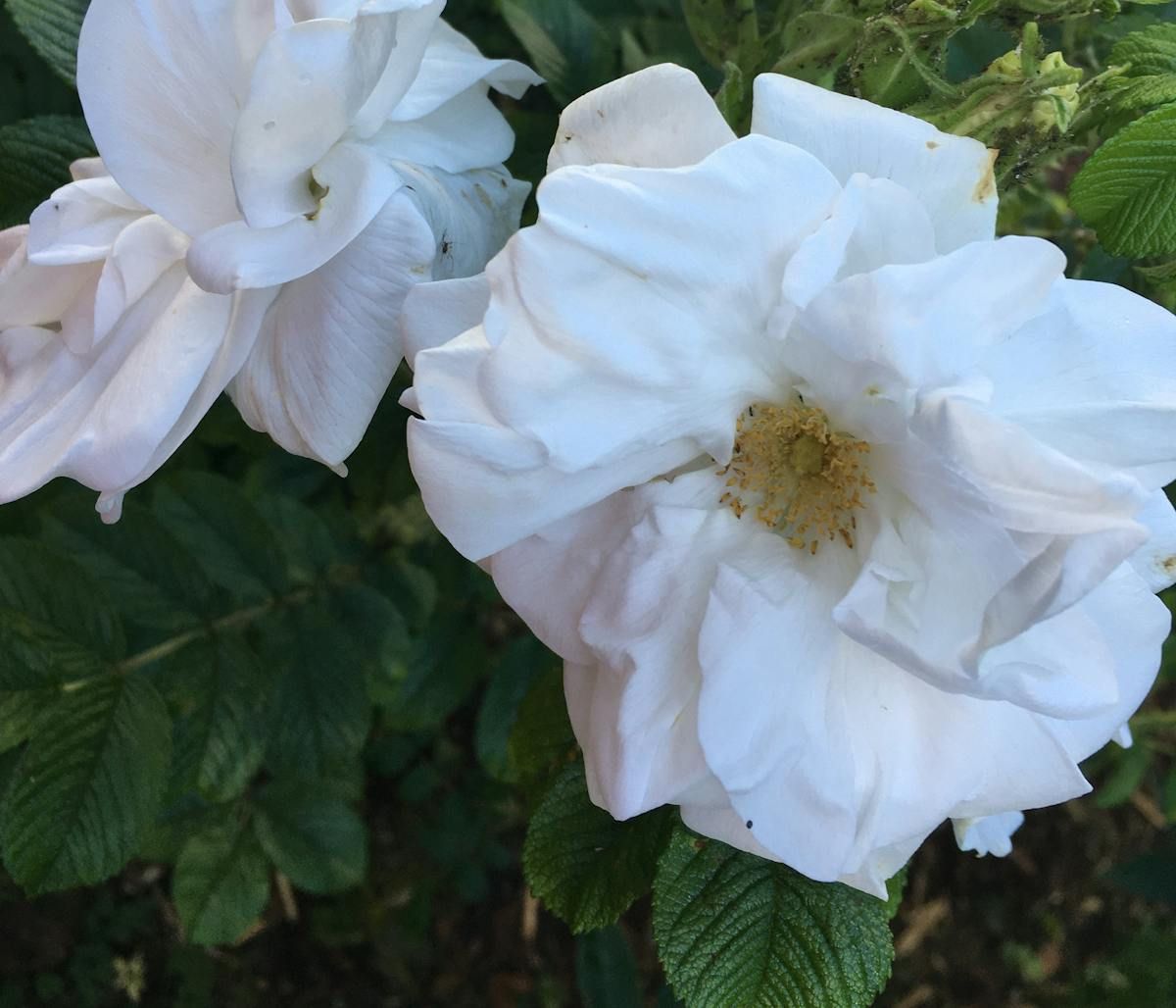 PAM FRAMPTON: The scents I miss since COVID stole my sense of smell ...