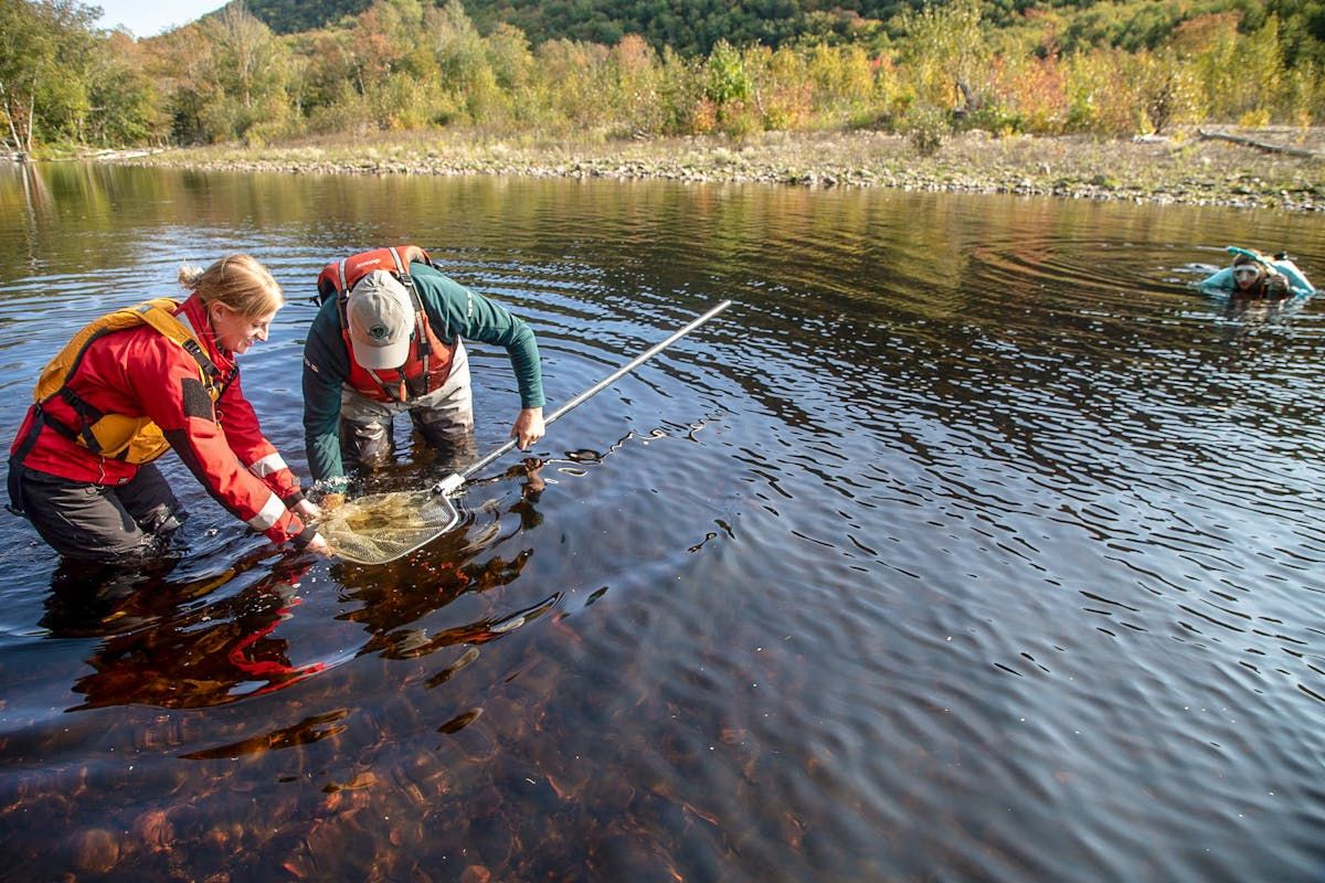 Parks Canada releases salmon back into Cape Breton’s Clyburn Brook in ...