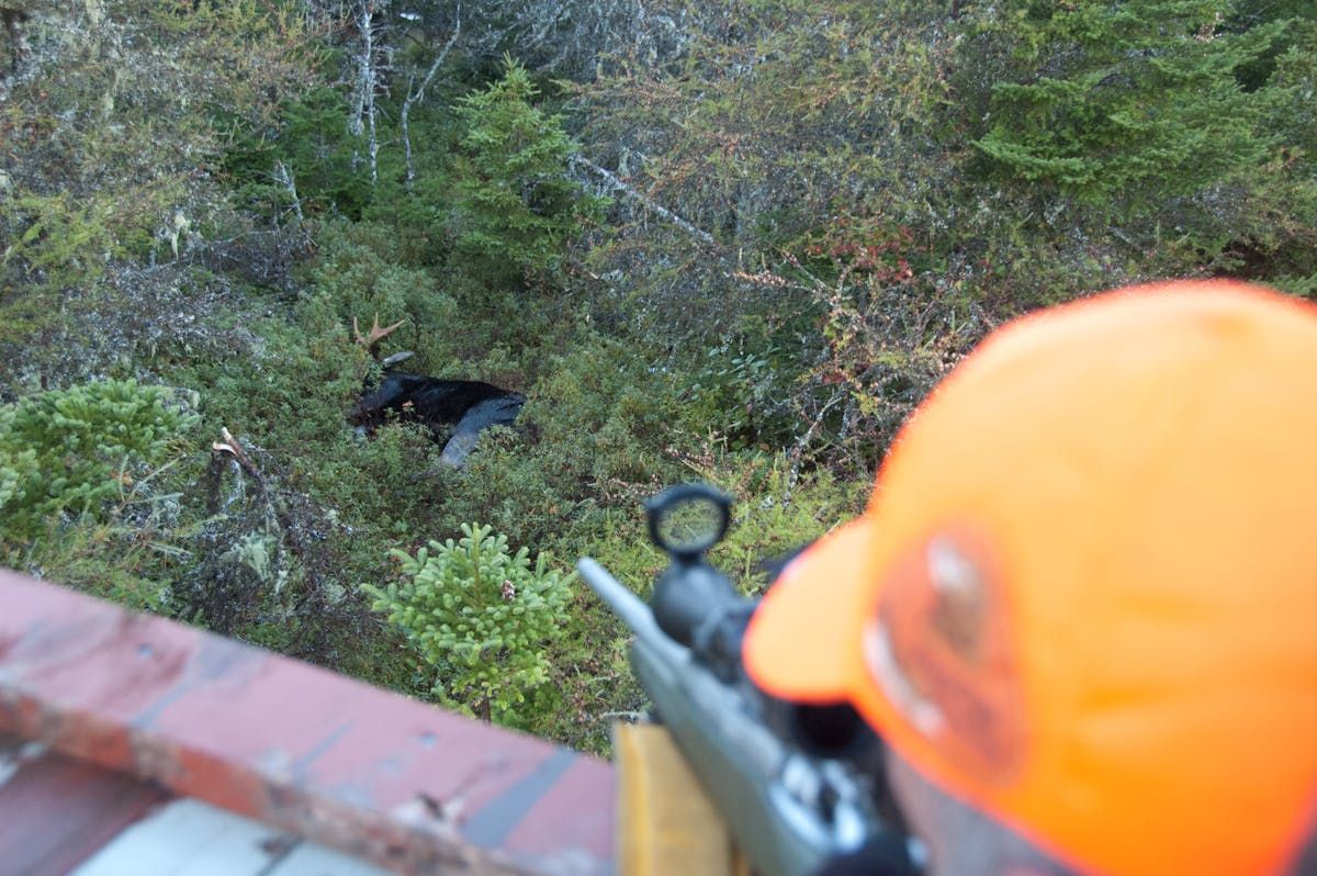 PAUL SMITH: Moose hunting season is coming and it's back to the .308 ...