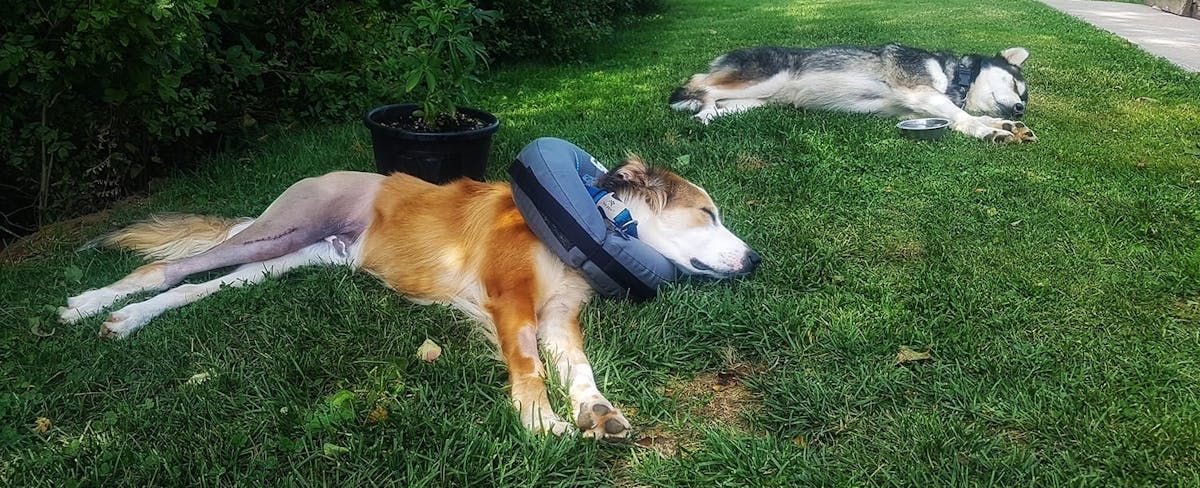 Popular P.E.I. dog gets surgery thanks to help from fans | PNI Atlantic ...