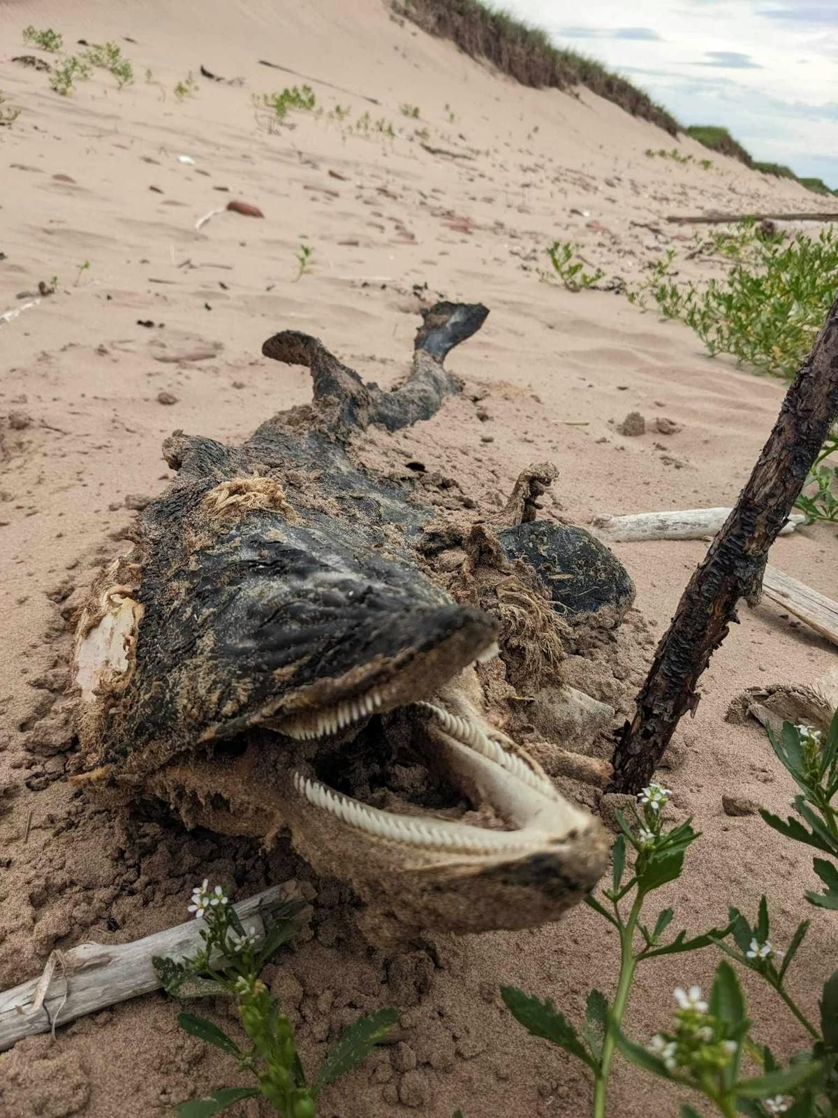 Photo of dead creature on P.E.I. beach causes stir | PNI Atlantic News