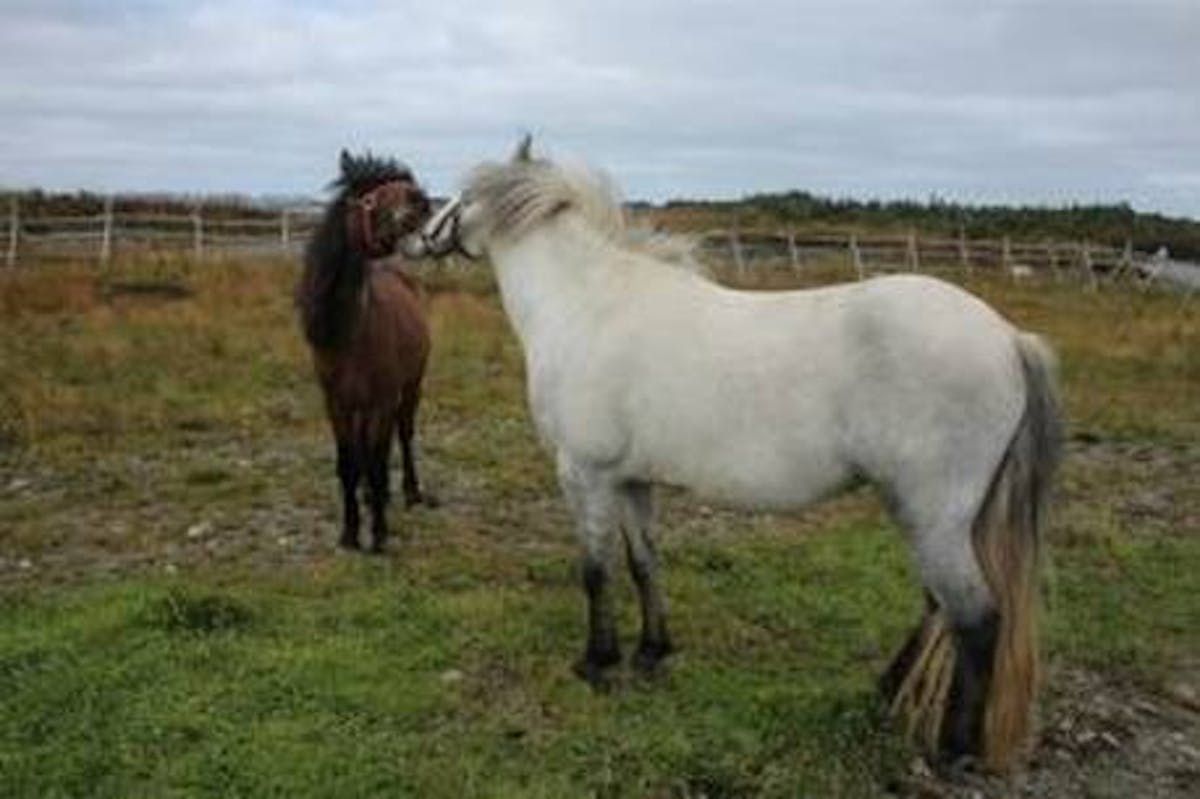 Provincial Historic Commemorations designates The Newfoundland Pony ...
