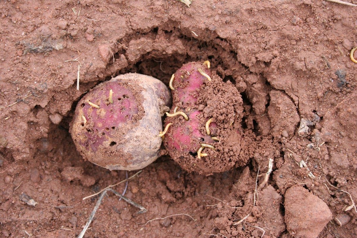 Wireworms, the small pest with a big appetite that's waging war on ...