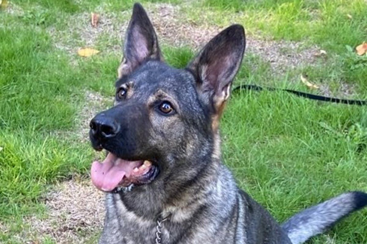 Cube van stolen from St. John's found in Lethbridge, driver arrested and charged | PNI Atlantic News