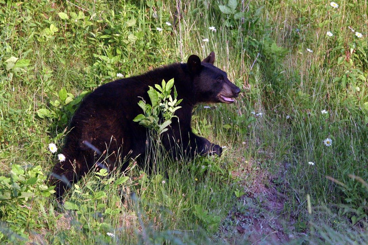 Public in N.L. reminded to take precautions to avoid black bears | PNI ...