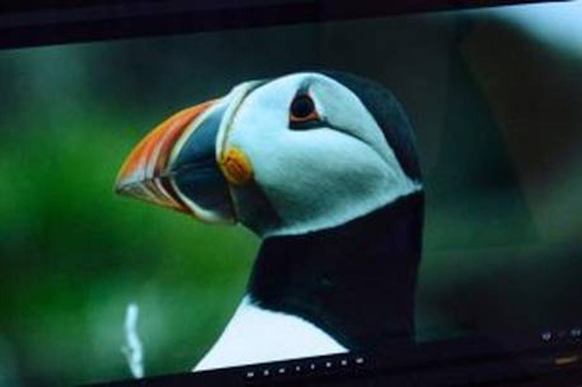 Behold the mighty puffin | PNI Atlantic News