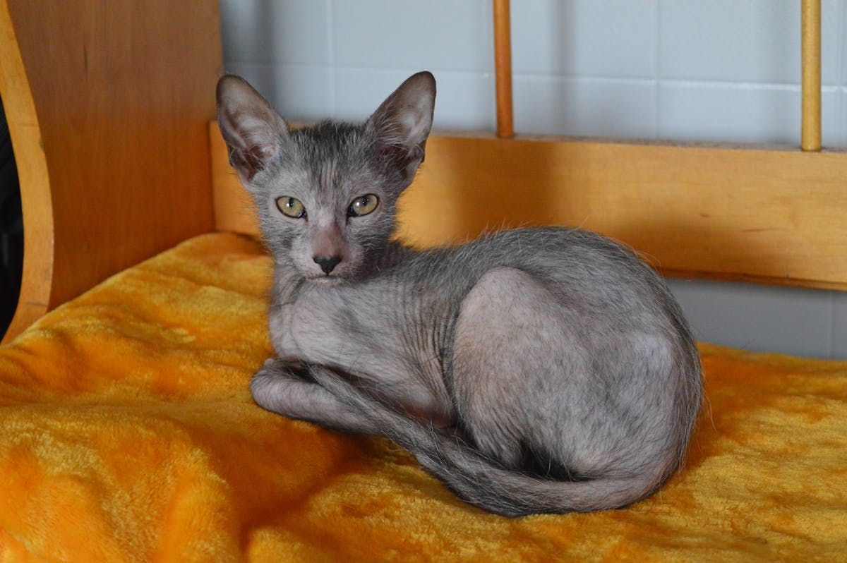 Rare breed: 'Werewolf' kitten arrives in Cape Breton | PNI Atlantic News